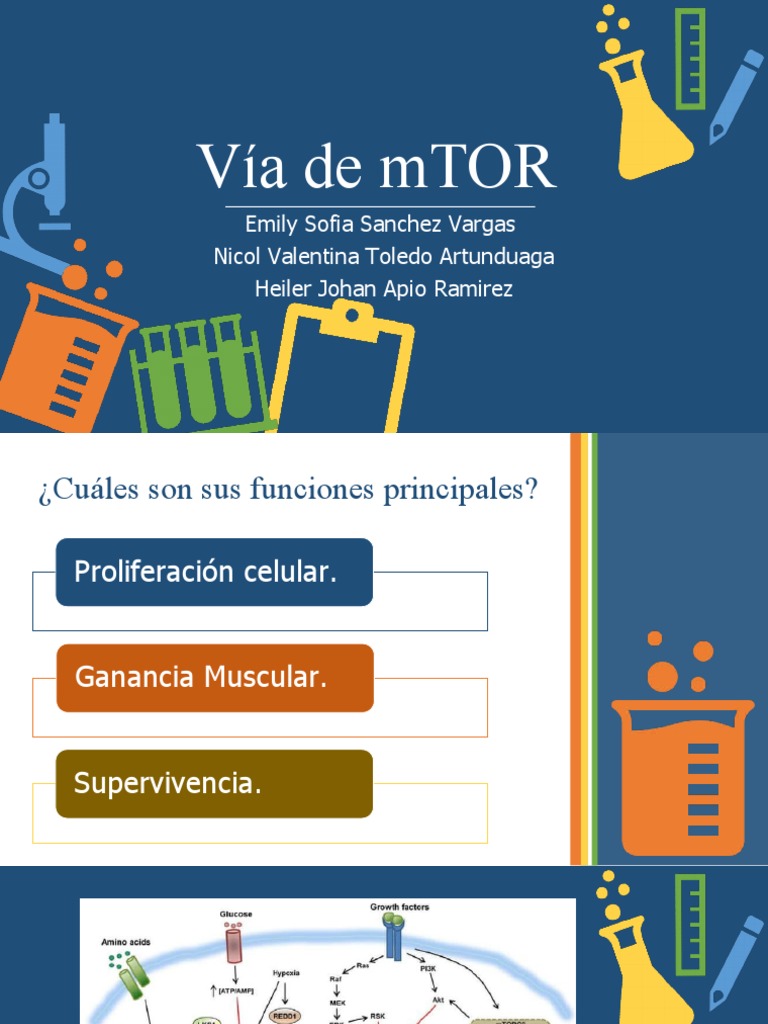 Vía de mTOR | PDF