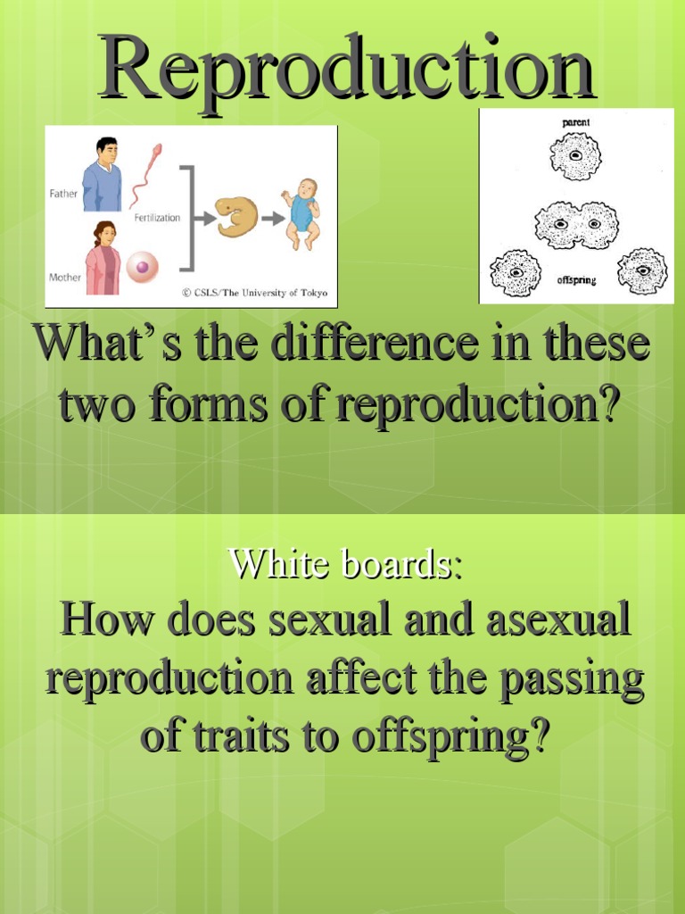 Asexual Vs Sexualreproduction PPT 7life | PDF | Sexual Reproduction ...