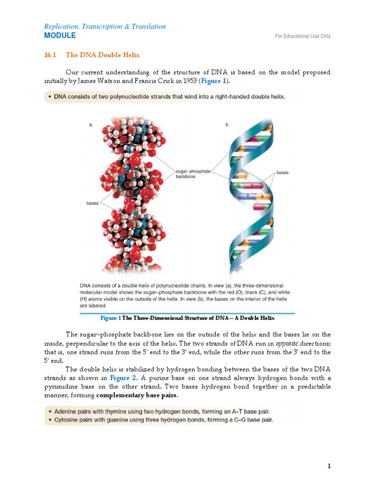 2 - Nucleic Acid Replication, Transcription & Translation - Module ...