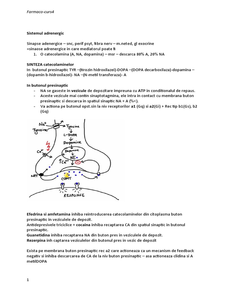 Sistemul Adrenergic | PDF