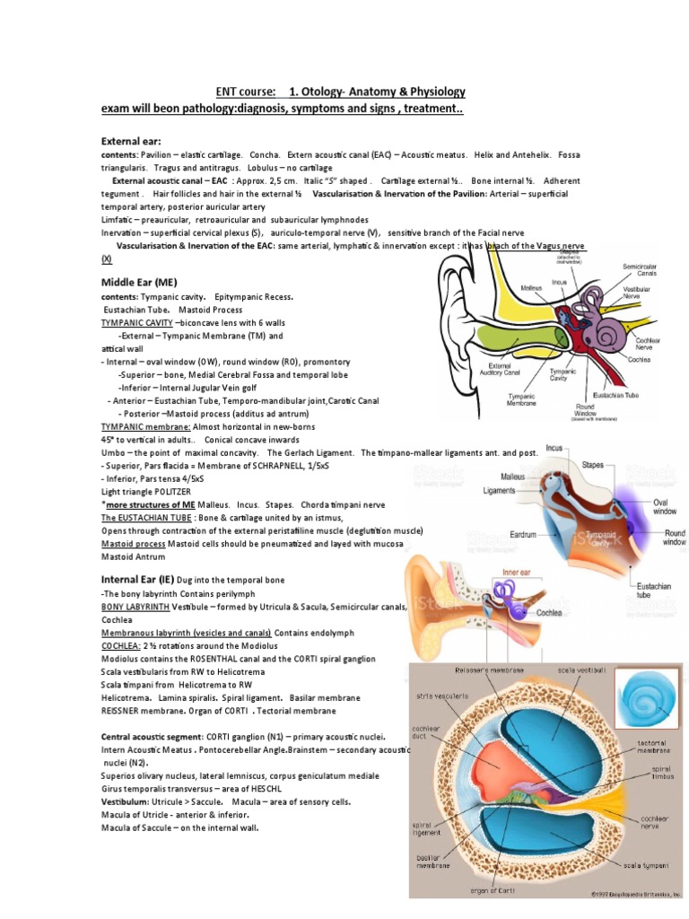 ENT Course | PDF | Vertigo | Human Nose