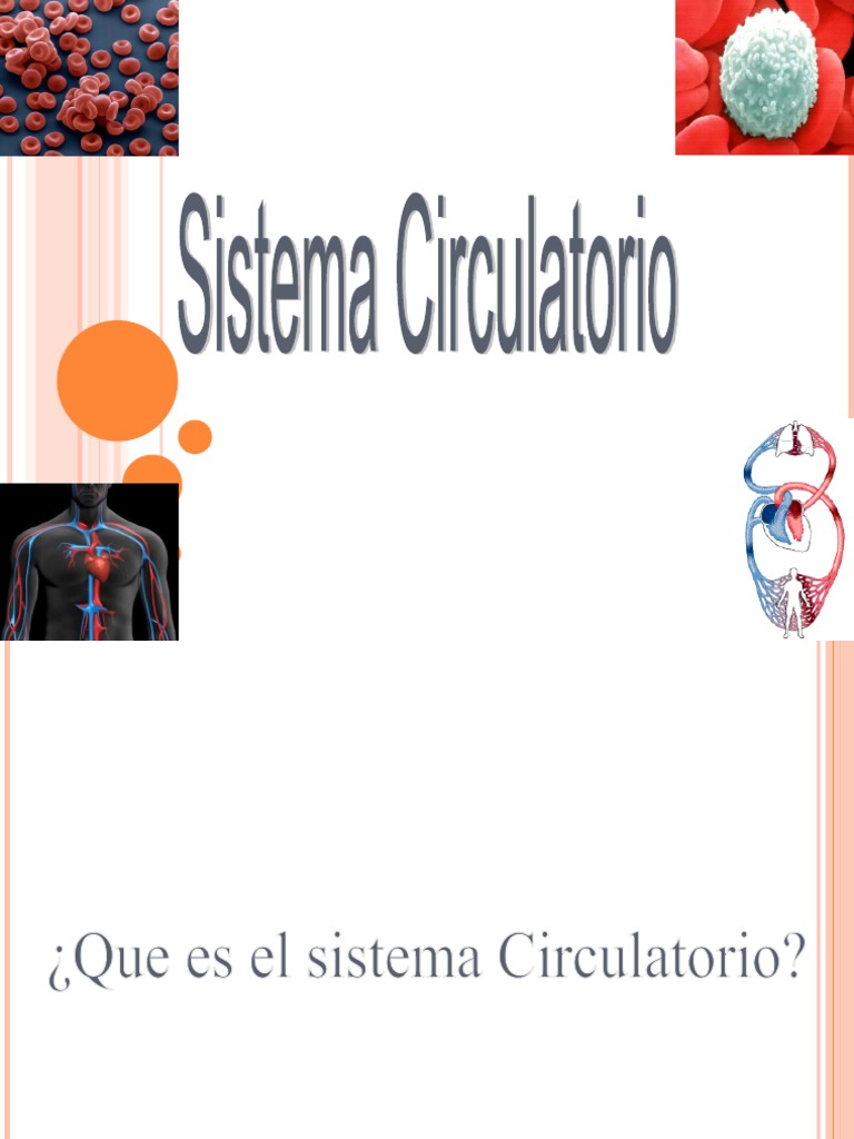 La Sangre y El Sistema Cardiovascular Morfo II FUAA | PDF | Sangre ...
