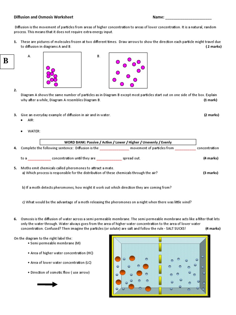 Diffusion and Osmosis Worksheet for KS3 | PDF | Osmosis | Chemistry