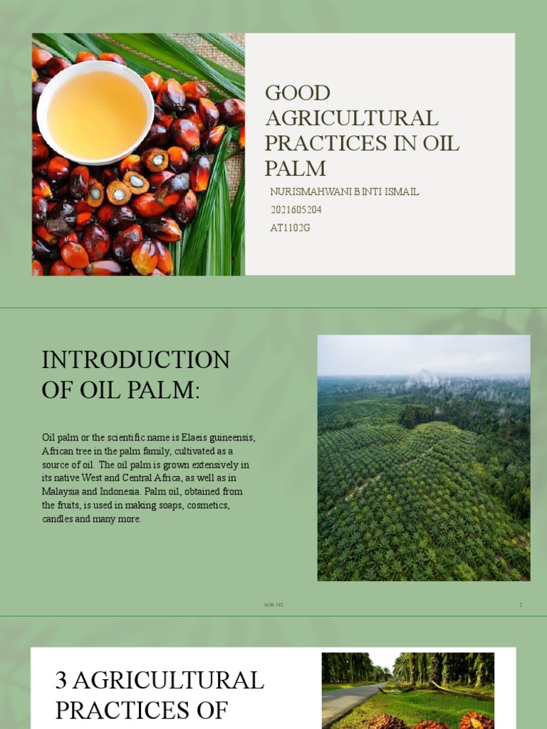 Good Agricultural Practices of Oil Palm Agr182 | PDF | Palm Oil | Fertilizer