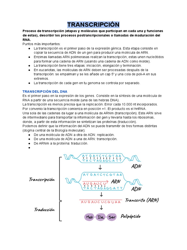 Proceso de Transcripción | PDF | Messenger Rna | Rna