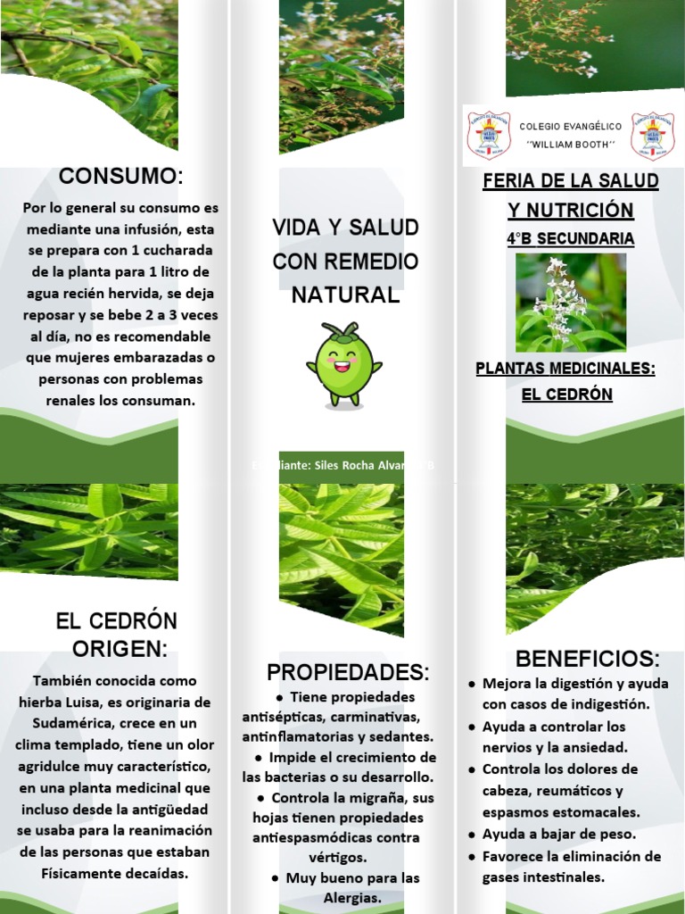 Triptico de cedrón | PDF