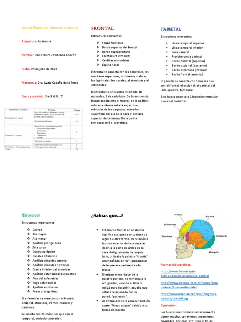 Triptico de Anatomia 29 de Julio | PDF | Anatomía humana | Cabeza y cuello humanos