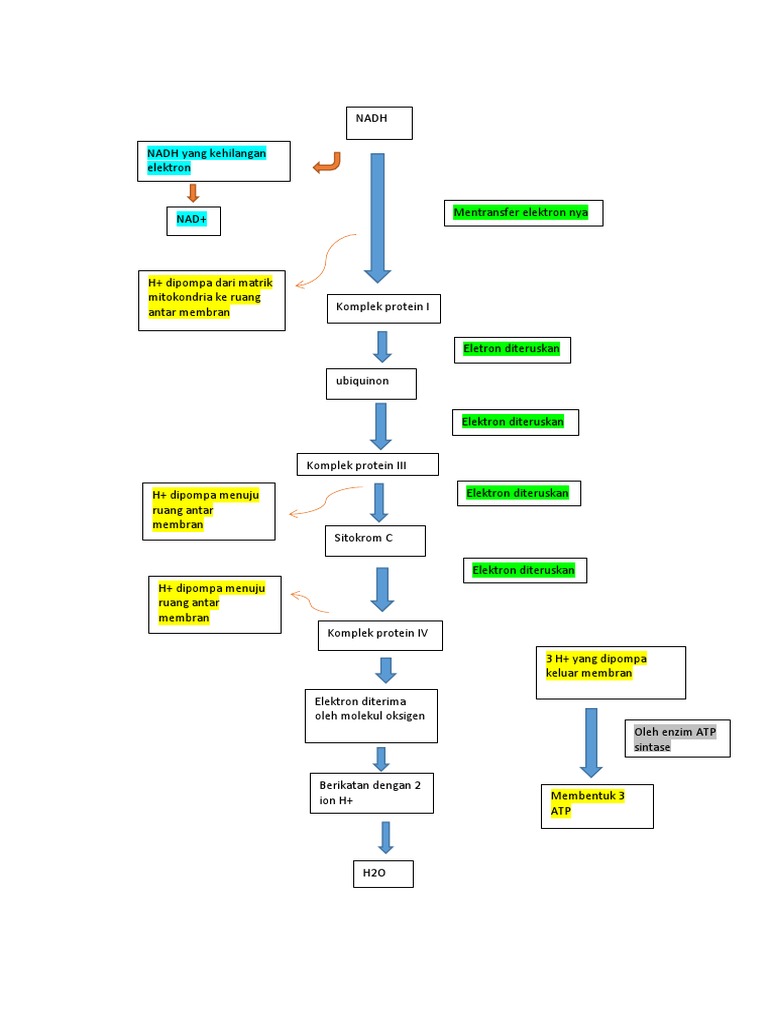 Proses Rantai Transpor Elektron | PDF