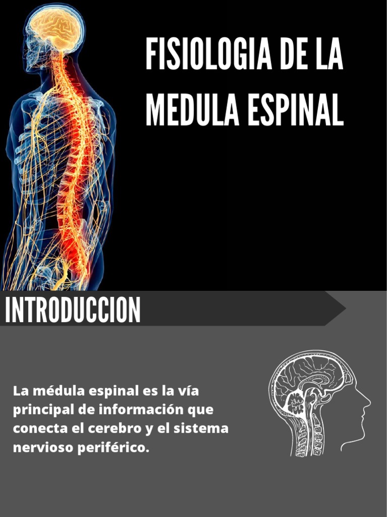 La anatomía y función de la médula espinal | PDF | Médula espinal | Sistema nervioso