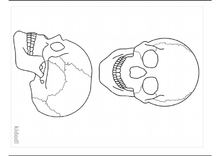 Skull Anatomy Coloring Page 0 | PDF