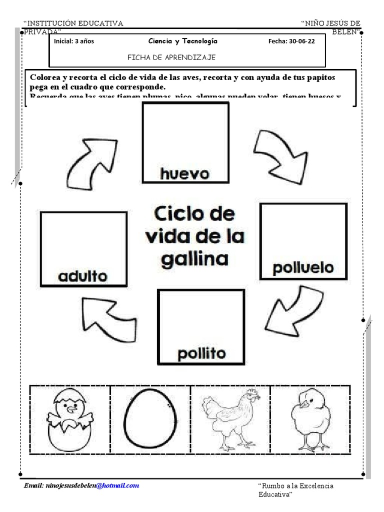 Ciclo de Las Aves Cyt | PDF