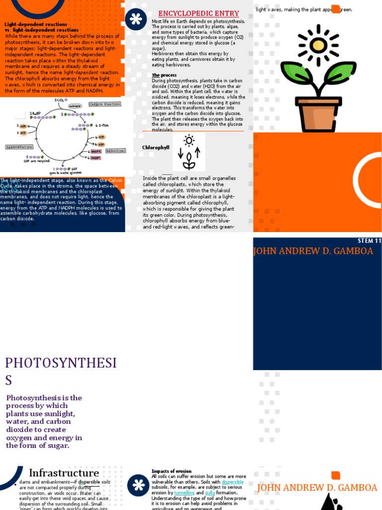 Brochure Performance Task | PDF | Photosynthesis | Chloroplast