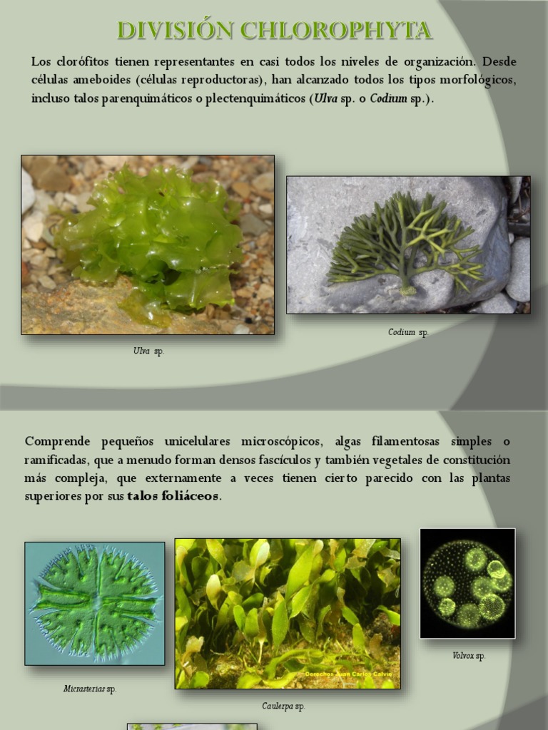 1.8 Chlorophyta | PDF | Biología Celular) | Cloroplasto