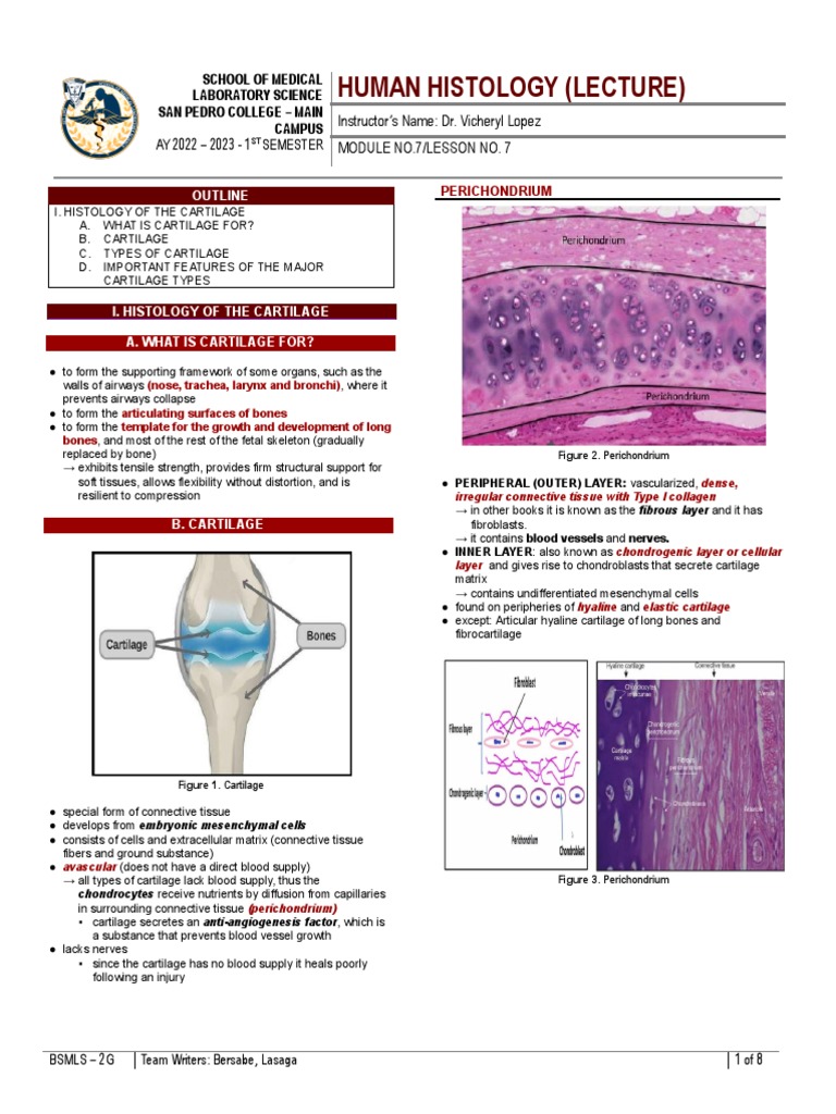 Histology of The Cartilage (Week 7) | PDF | Cartilage | Extracellular ...