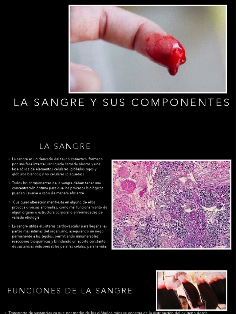 La Sangre Anatomia | PDF | Sangre | Glóbulo rojo