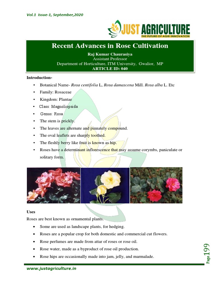 Recent Advances in Rose Cultivation | PDF | Rose | Plants