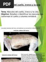 Musculos Intrinsecos y Extrinsecos Del Dorso | PDF | La columna ...