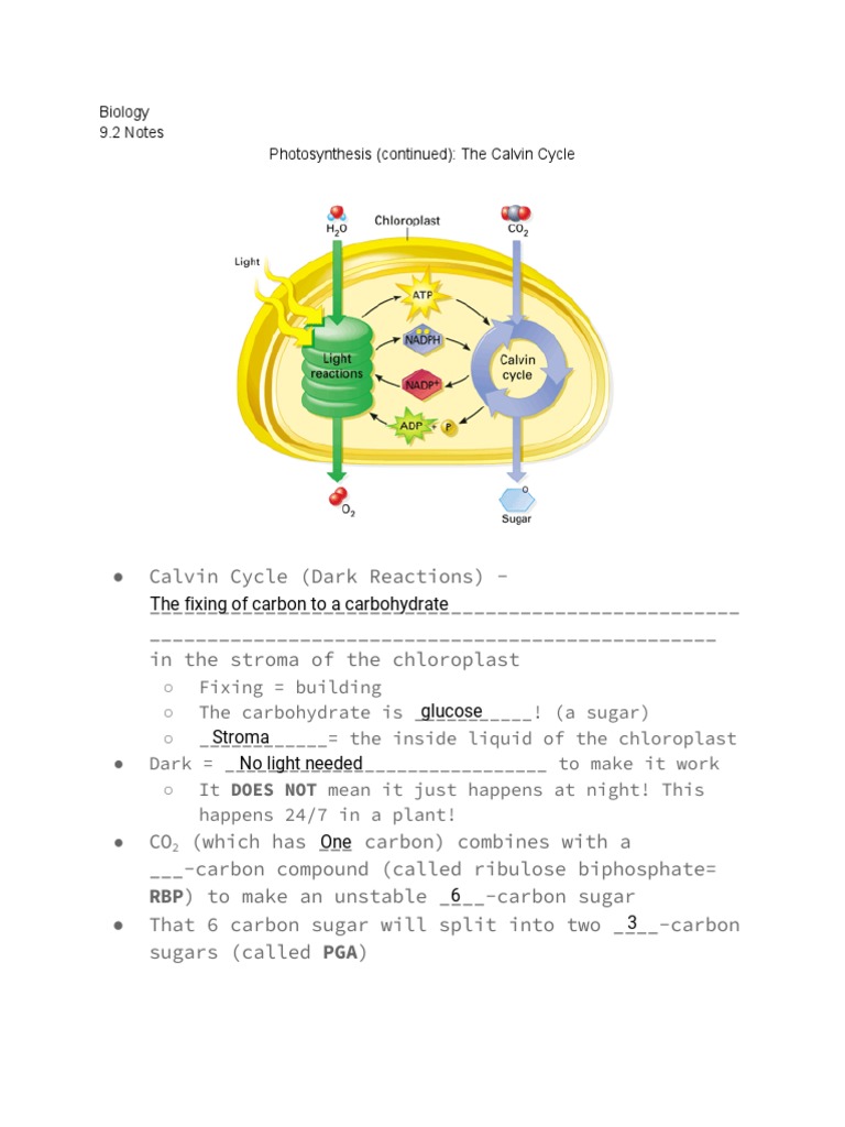Biology 9.2 Notes Photosynthesis (Continued) - The Calvin Cycle | PDF ...