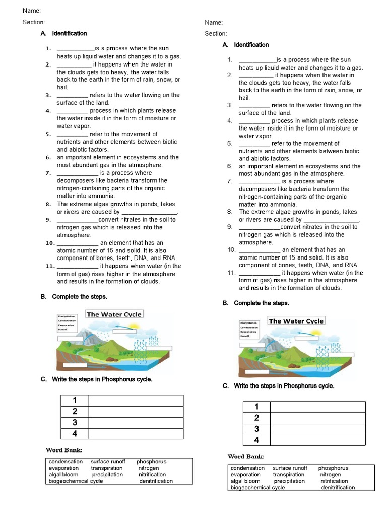 Water and Nutrient Cycles Quiz | PDF | Ecosystem | Water