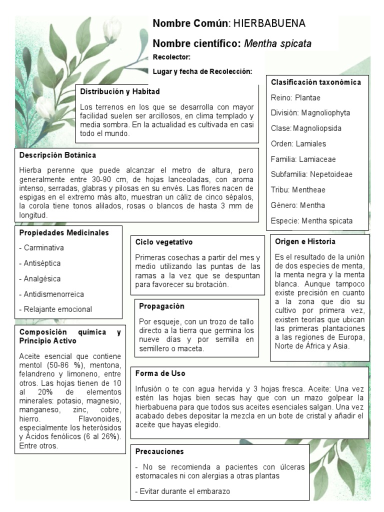 HERBARIO Fichas | PDF | Mentha | Botánica
