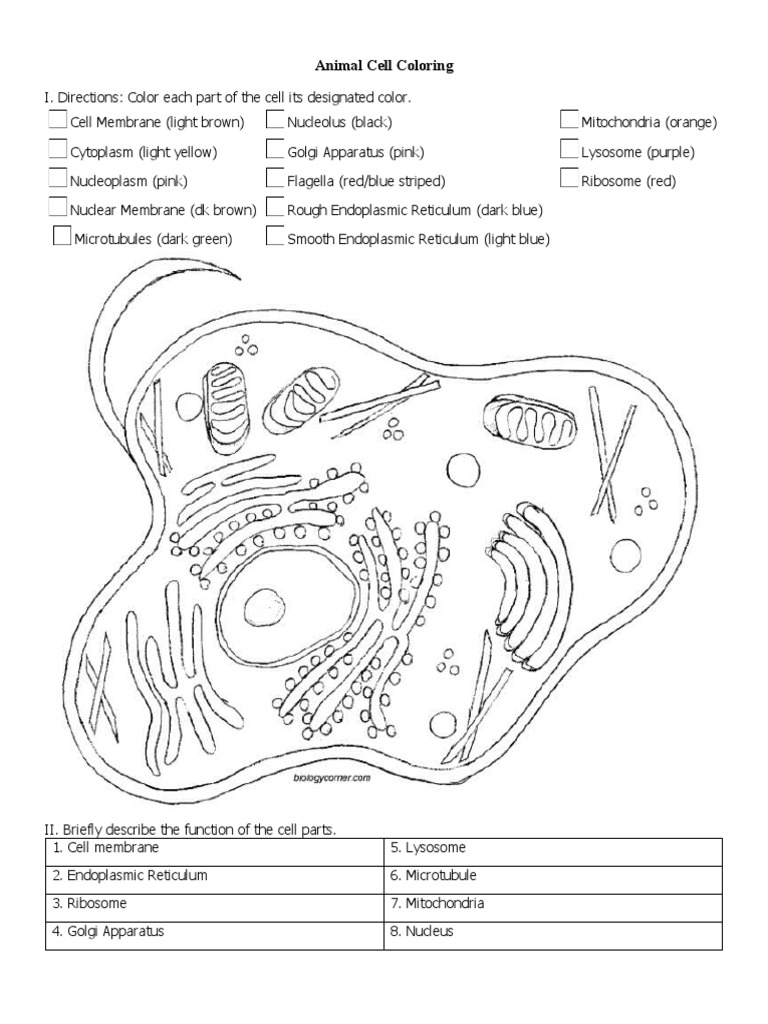 Animal and Plant Cell Coloring | PDF | Cell (Biology) | Endoplasmic ...
