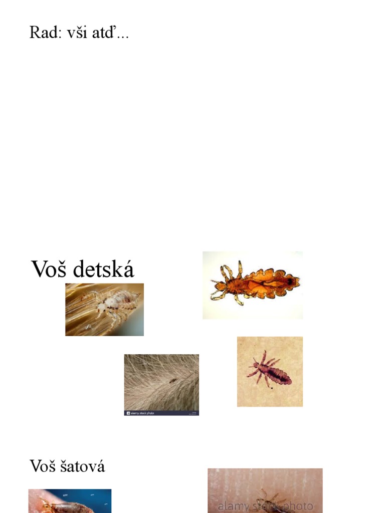 Poznavacka 3 | PDF