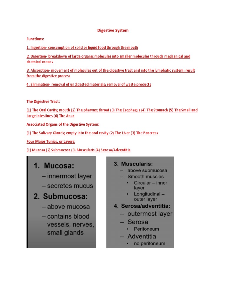 Digestive System - STUDY GUIDE | PDF | Stomach | Human Digestive System