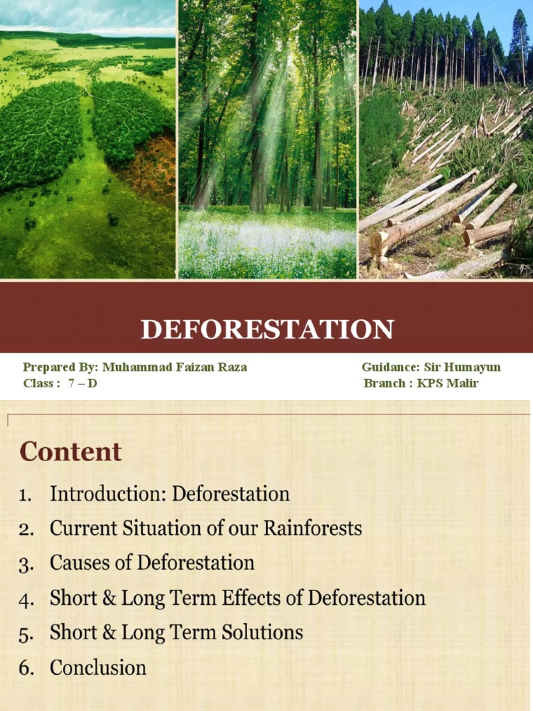 Deforestation | PDF