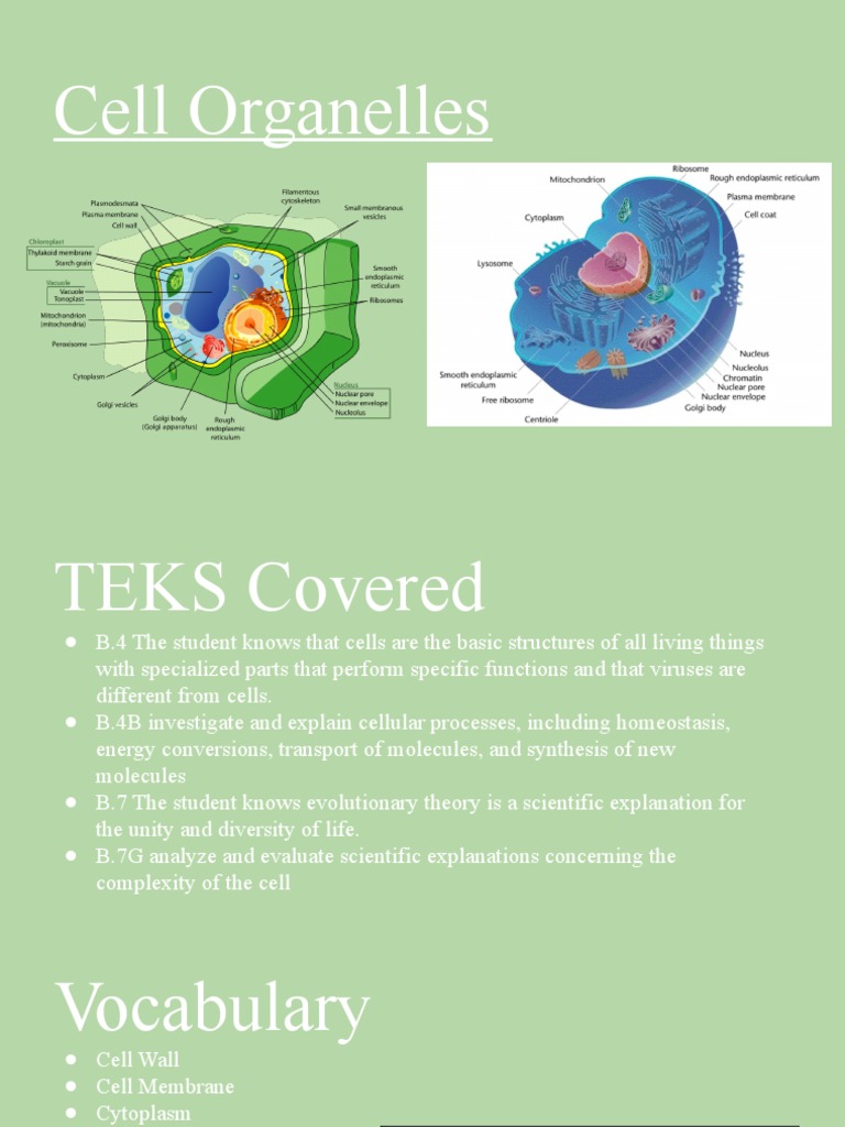 Cell Organelles Notes | PDF | Cell (Biology) | Endoplasmic Reticulum