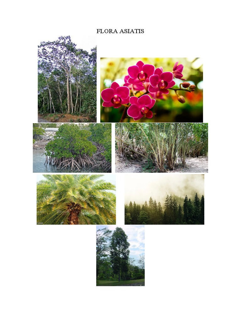 Flora Asiatis | PDF