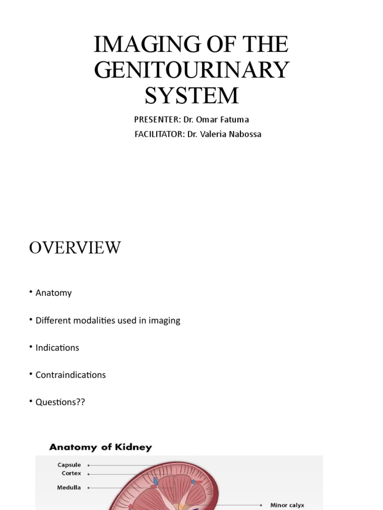 Imaging Modalities of the Genitourinary System | PDF | Kidney ...