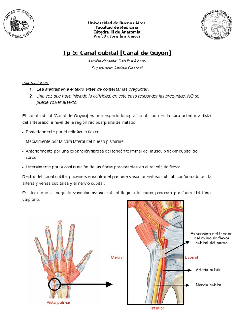 Anatomía del Canal Cubital | PDF | Mano | Sistema musculoesquelético