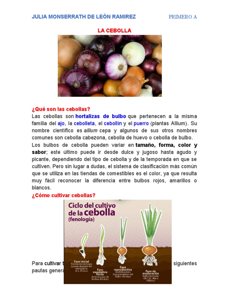 La Cebolla | PDF | Cebolla | Alimentos