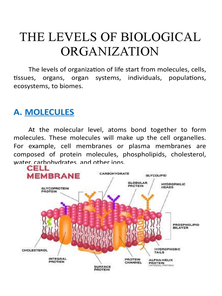 Levels of Biological Organizations | PDF | Tissue (Biology) | Cell ...