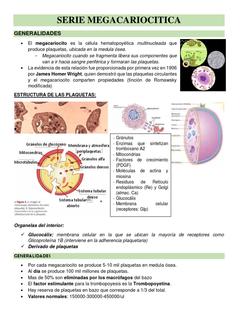 Megacariocitos y plaquetas: estructura, función y alteraciones | PDF ...