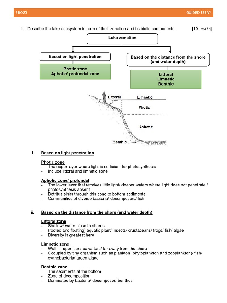 Guided Essay SB025 Madam Suhana | PDF | Chemical Synapse | Cellular ...