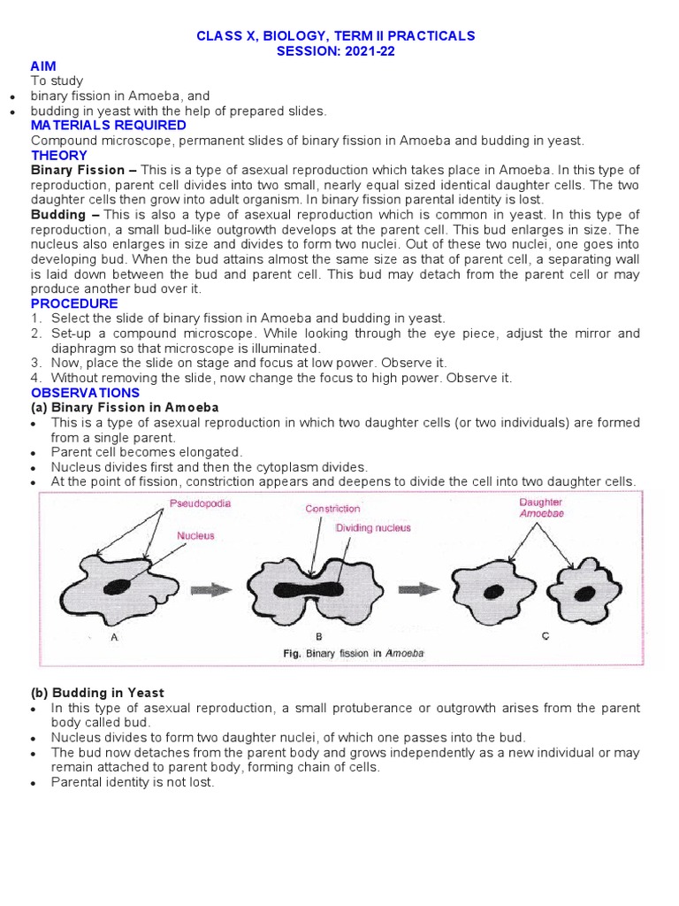 Biology Term 2 Practicals Session-21-22 | PDF | Cell (Biology) | Reproduction