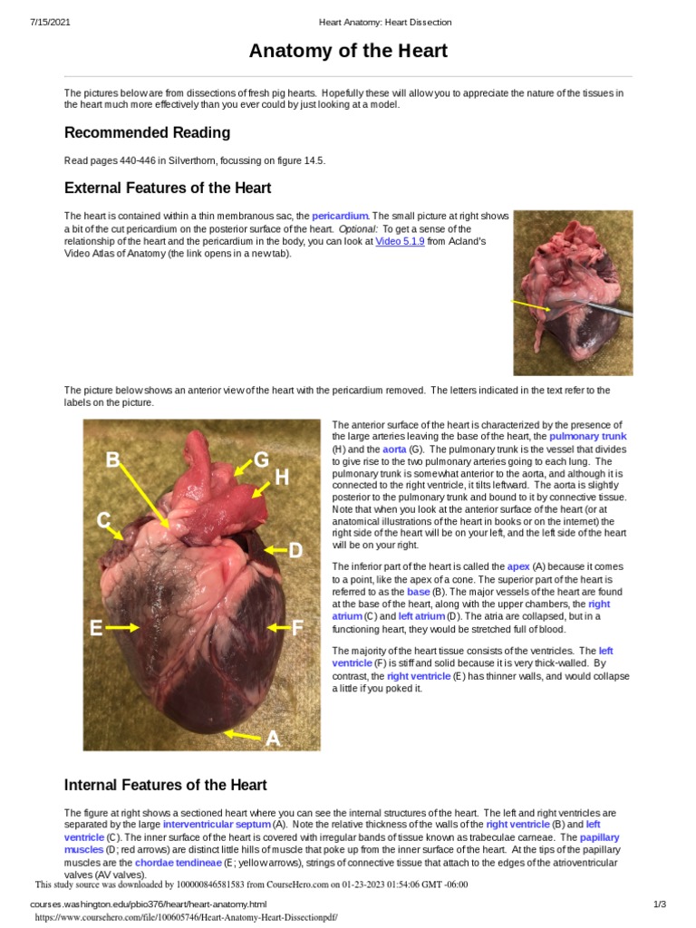 Heart Anatomy Heart Dissection PDF | PDF | Heart Valve | Heart
