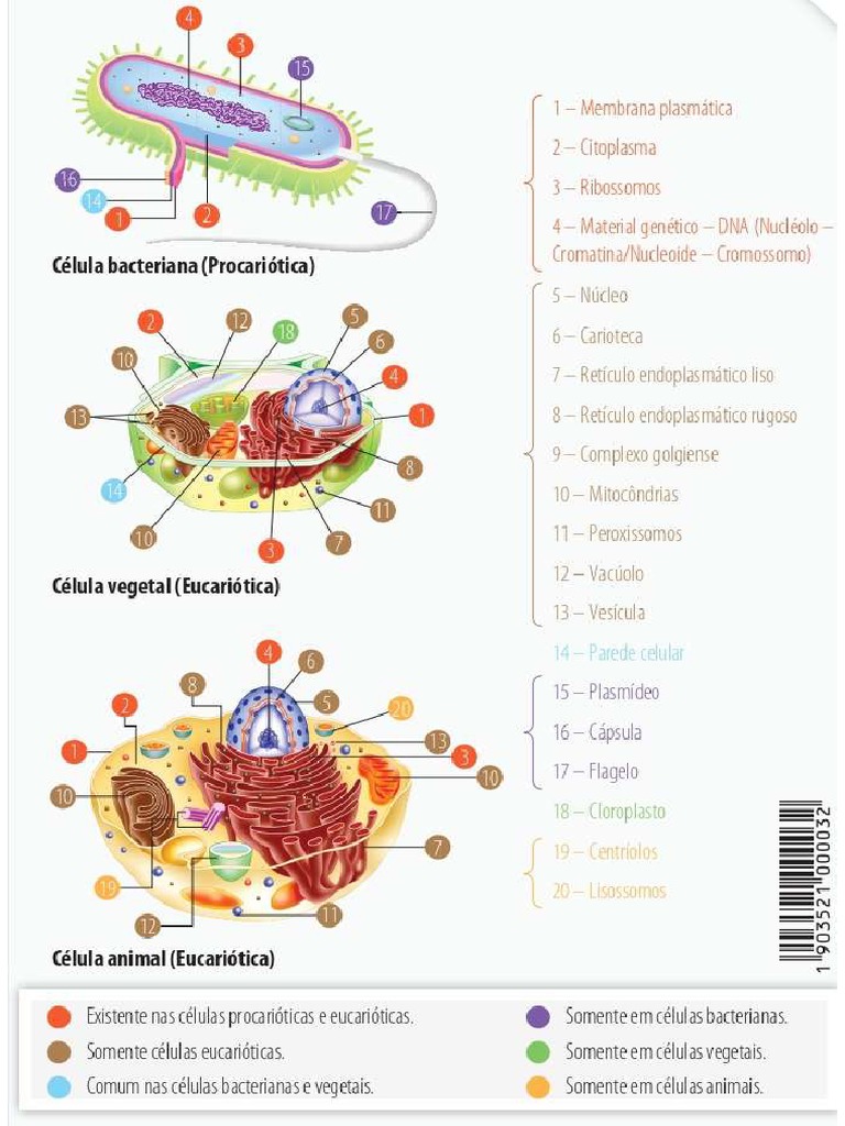 Modelo Celular - Tabela | PDF
