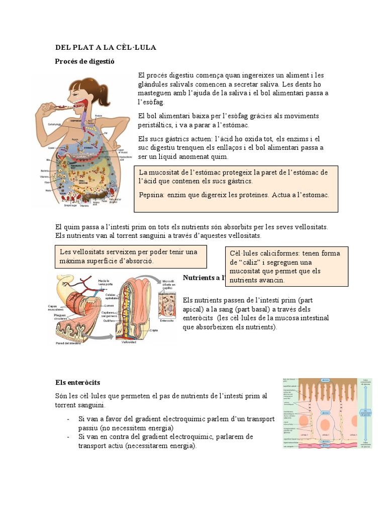Tema 4. DEL PLAT A LA CÈL LULA | PDF