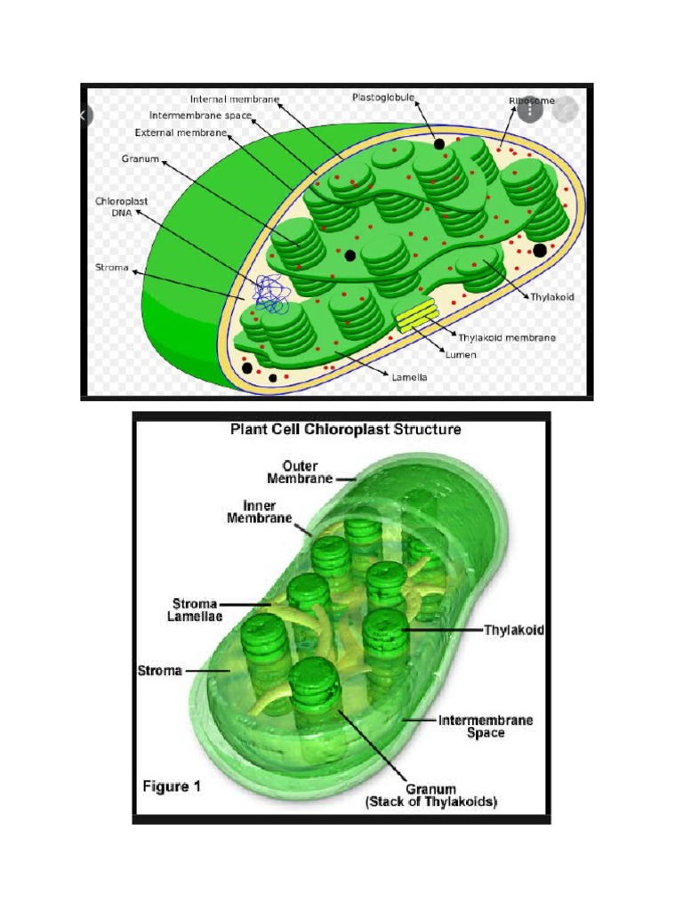 Chloroplast Photosynthesis-File | PDF | Photosynthesis | Leaf
