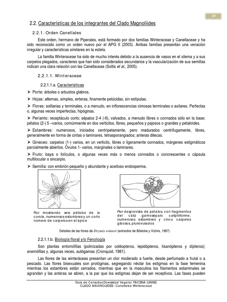 Características de Winteraceae en Canellales | PDF | Ramas de la ...