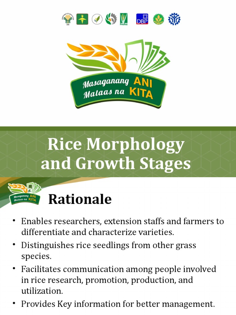 1 Rice Morphology and Growth Stages | PDF | Rice | Seedling