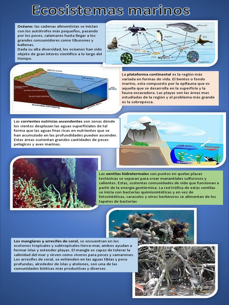Ecosistemas Marinos | PDF | Humedal | Los bosques