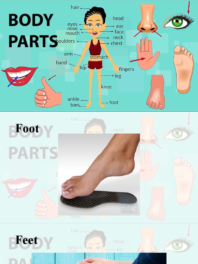 Body Parts 1 | PDF