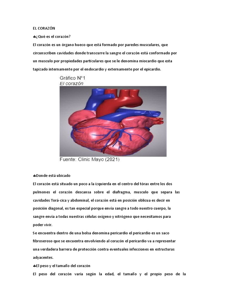 El Corazón | PDF | Vena | Corazón