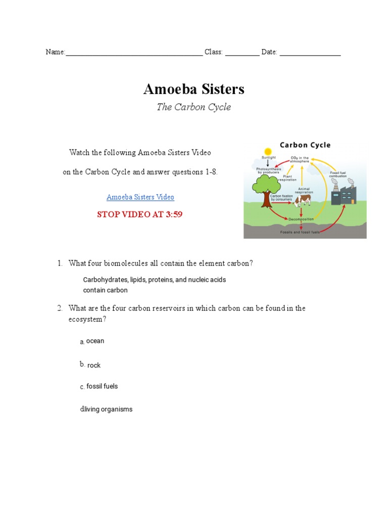 Amoeba Sisters: Carbon Cycle Worksheet | PDF