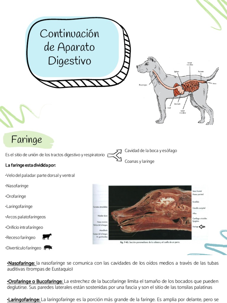 Clase #14 - Unidad #3 - Faringe, Esófago, Estómagos Mono y Poli ...