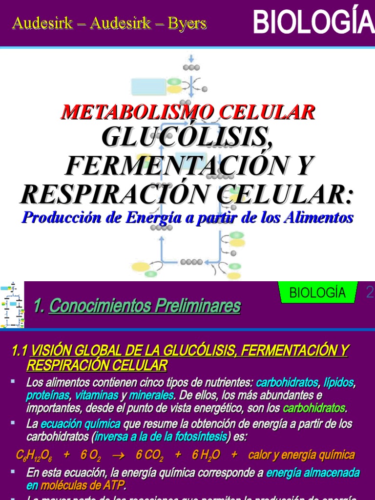 Metabolismo Celular: Glucólisis y Fermentación | PDF | Glucólisis ...