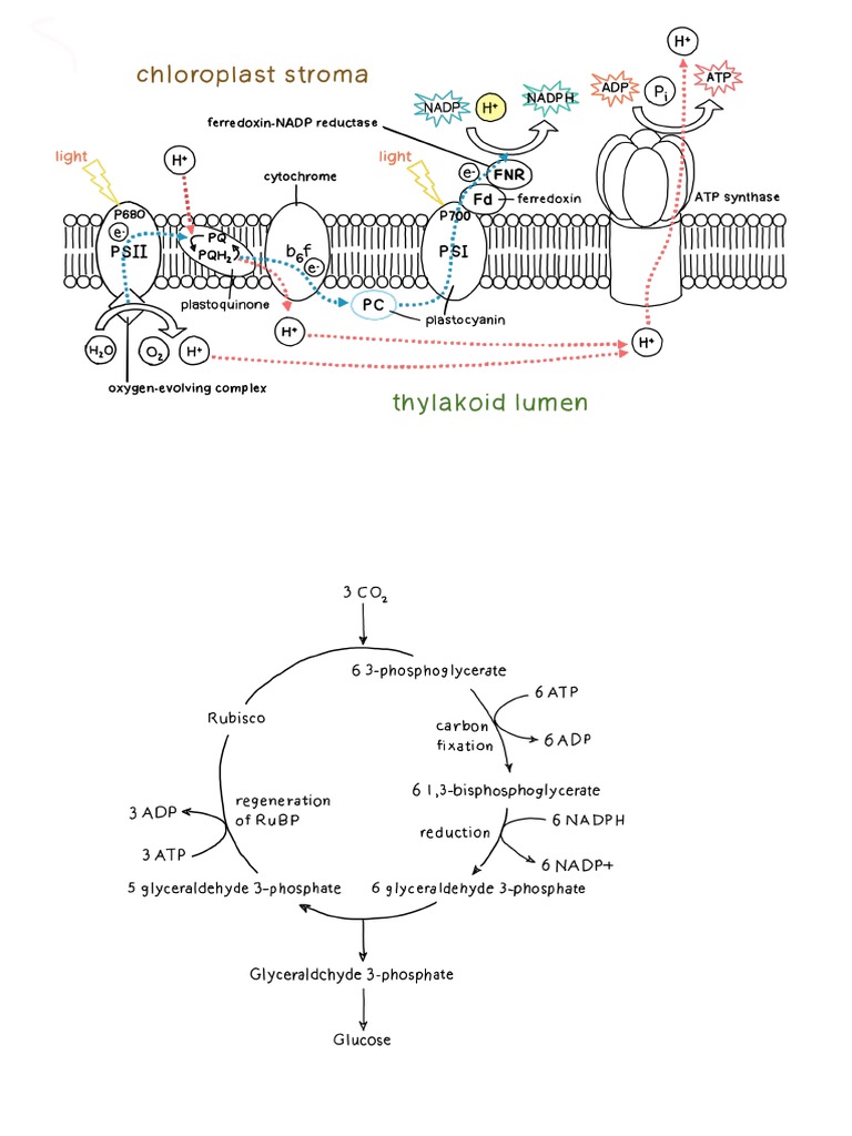 Cellular Respiration Diagrams (Ap Biology) | PDF